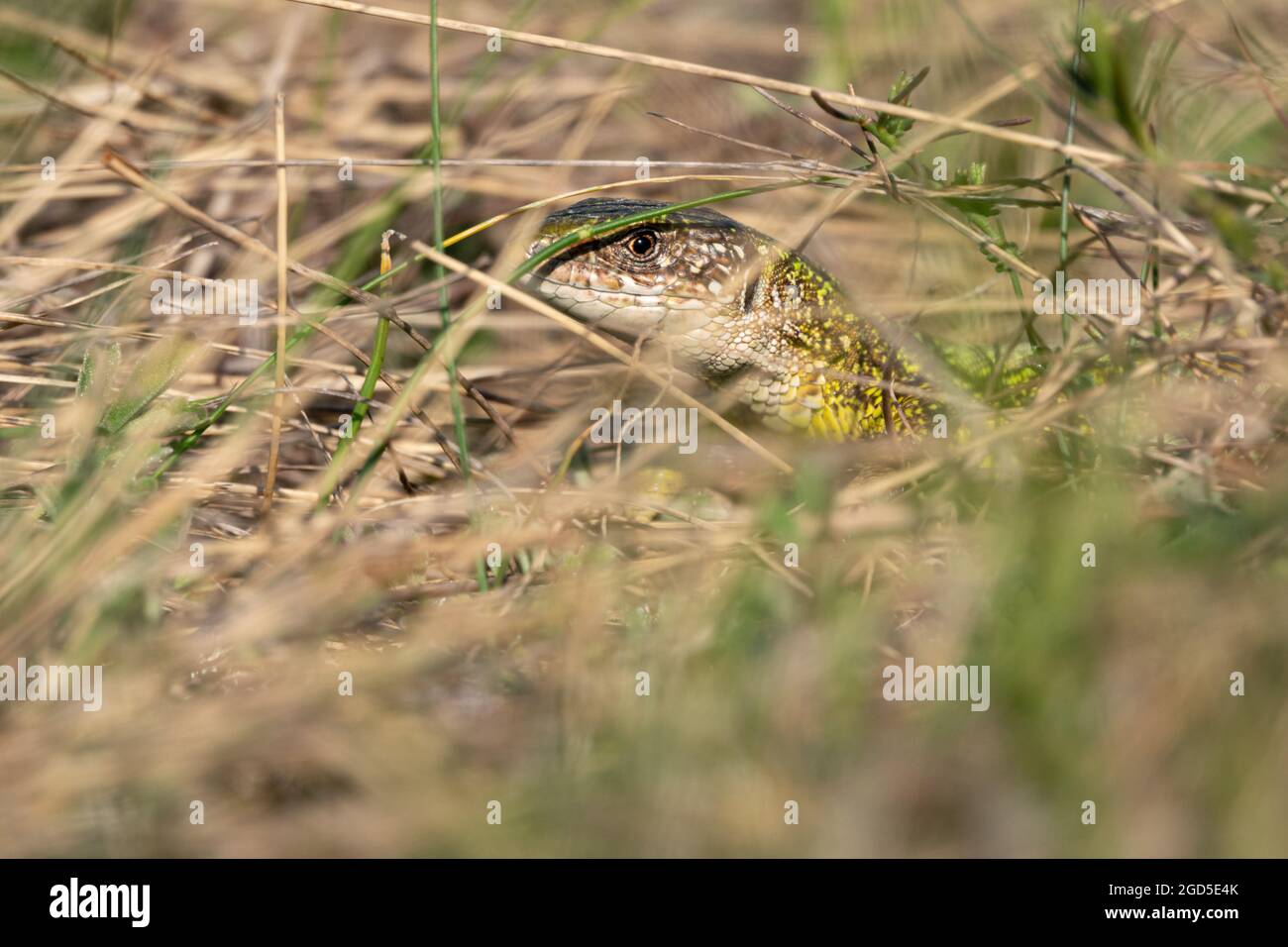 lizard strolling in the grass Stock Photo - Alamy