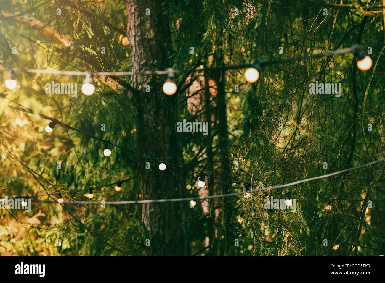 Lights in trees background hi-res stock photography and images - Alamy