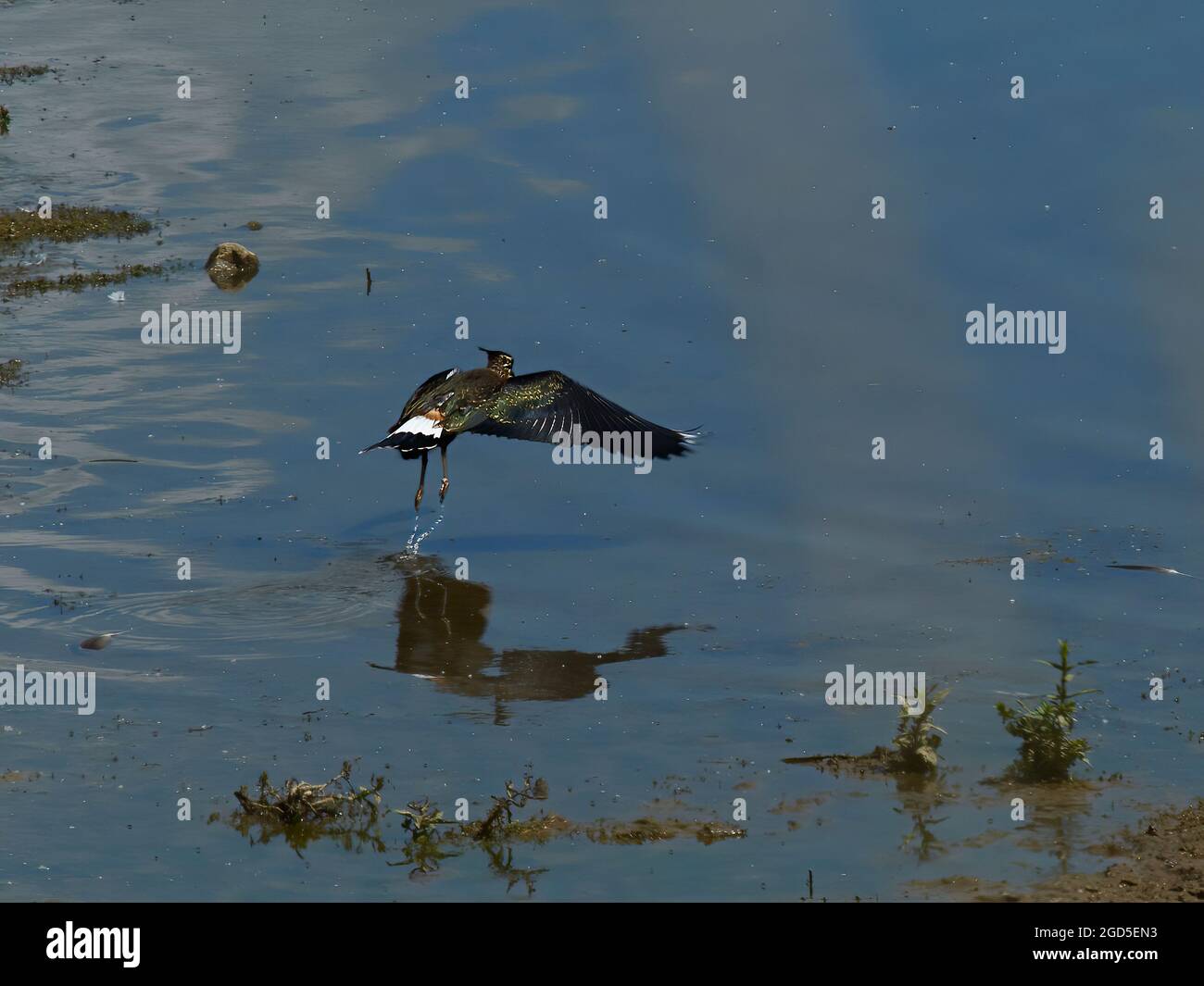 A Northern Lapwing takes to the air, feathers shimmering in the strong ...