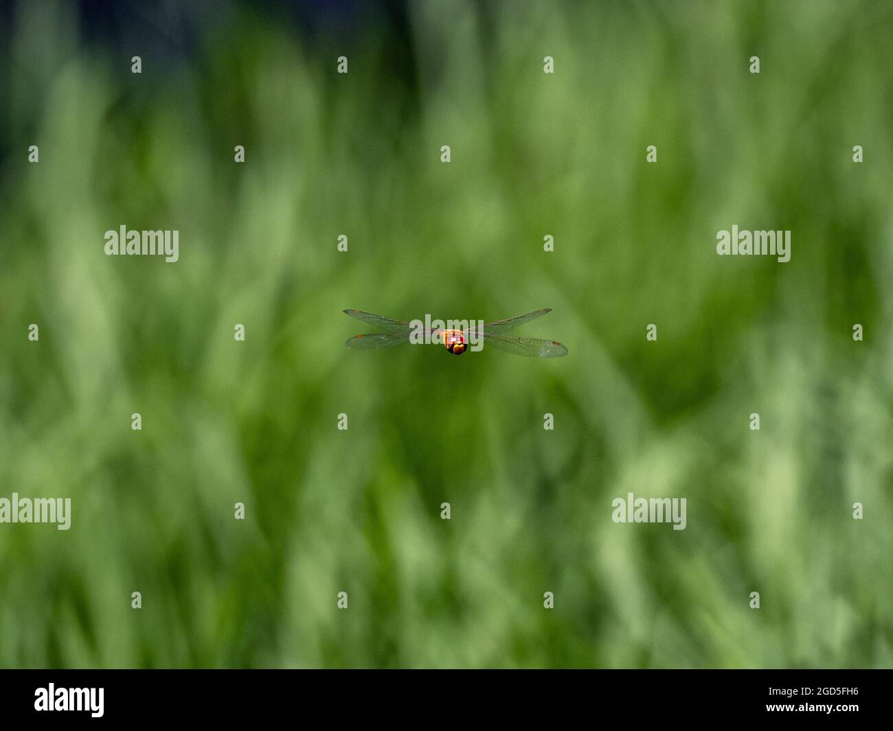 Shallow focus shot of a wandering glider dragonfly in the air, with ...
