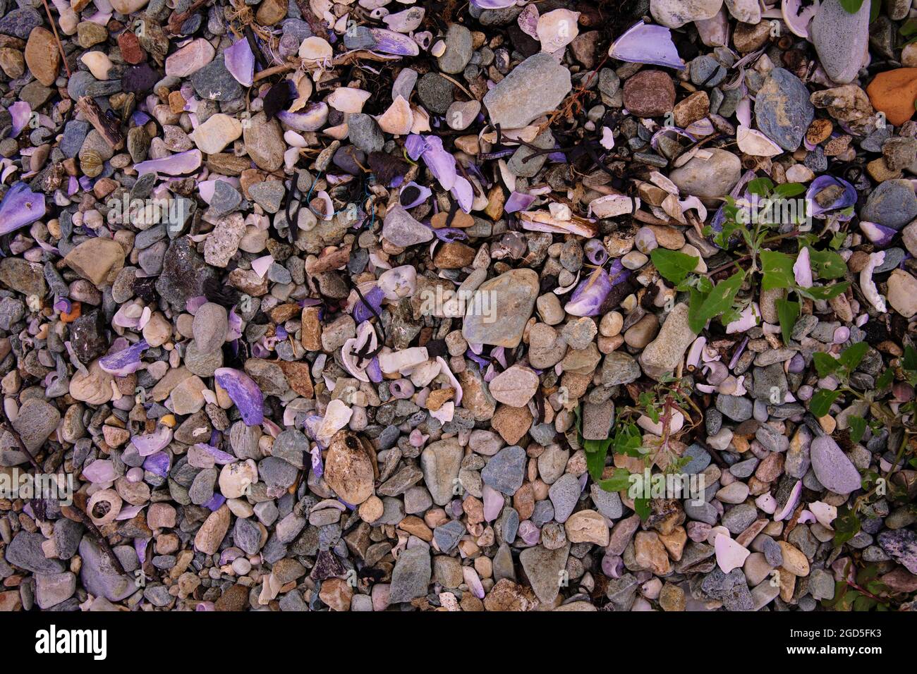At low tide, shells and pebbles are exposed on the shoreline at the ...