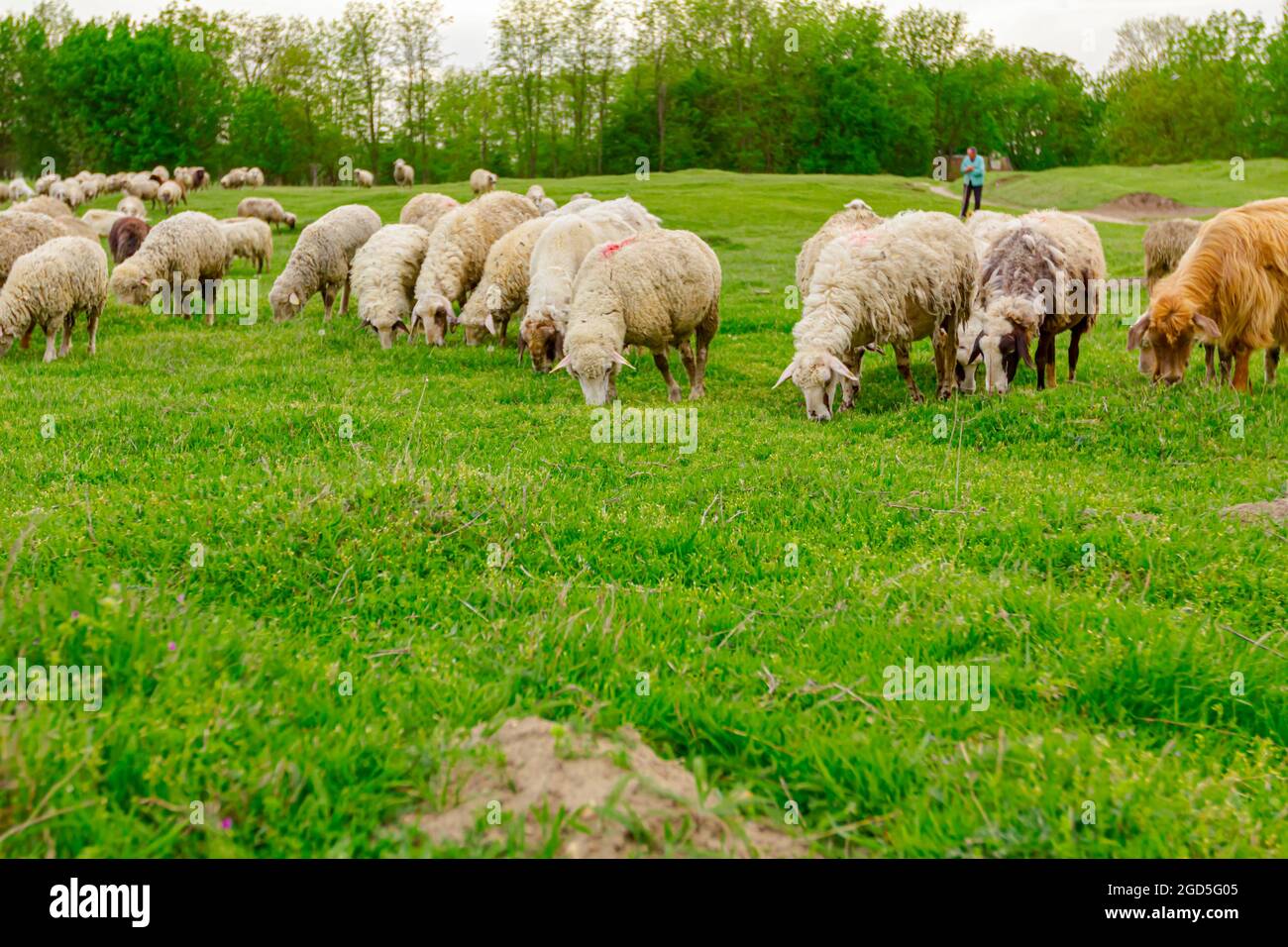 Herd of domestic sheep are grazing grass at green landscape Stock Photo ...