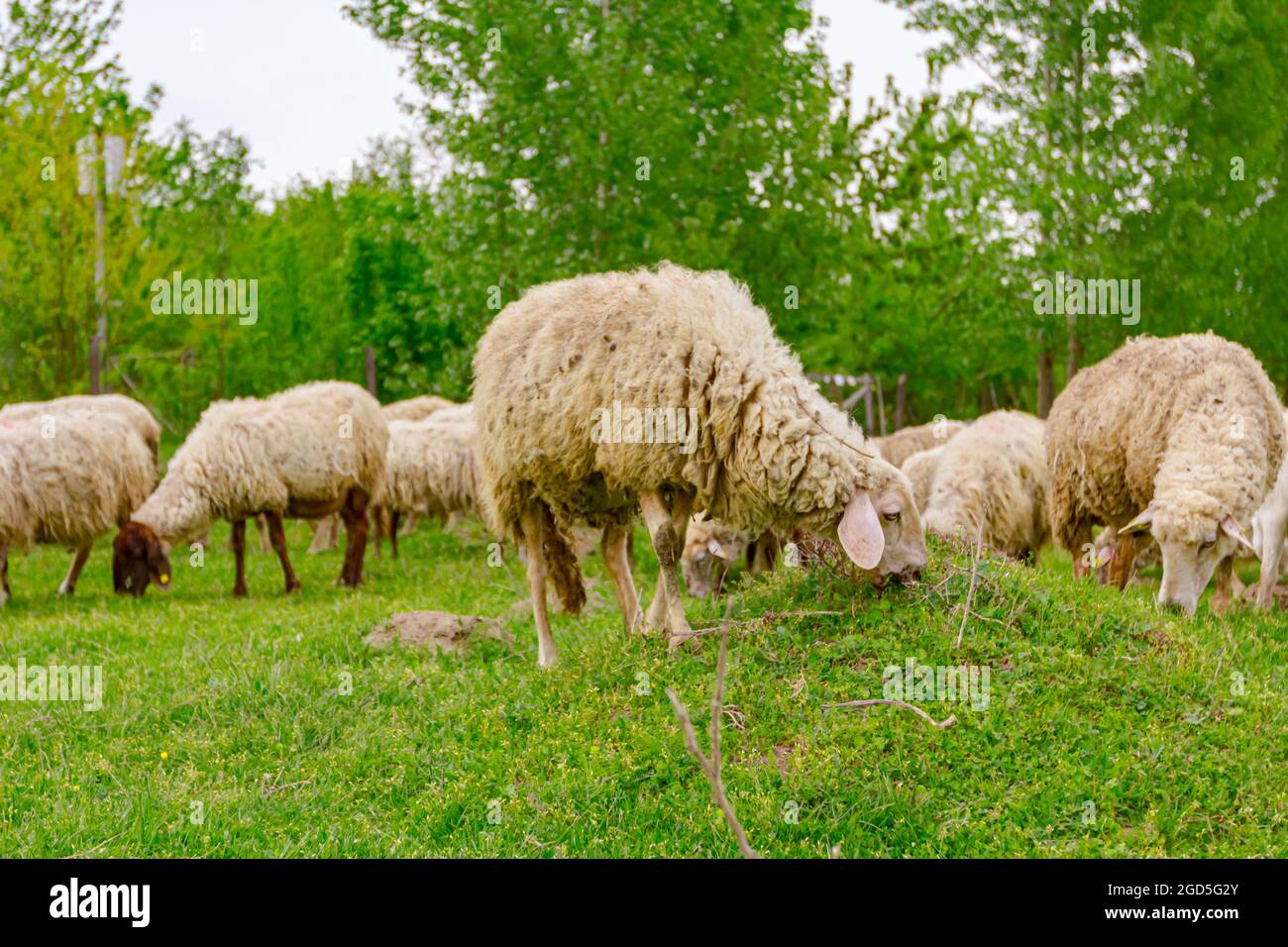 Herd of domestic sheep are grazing grass at green landscape Stock Photo ...
