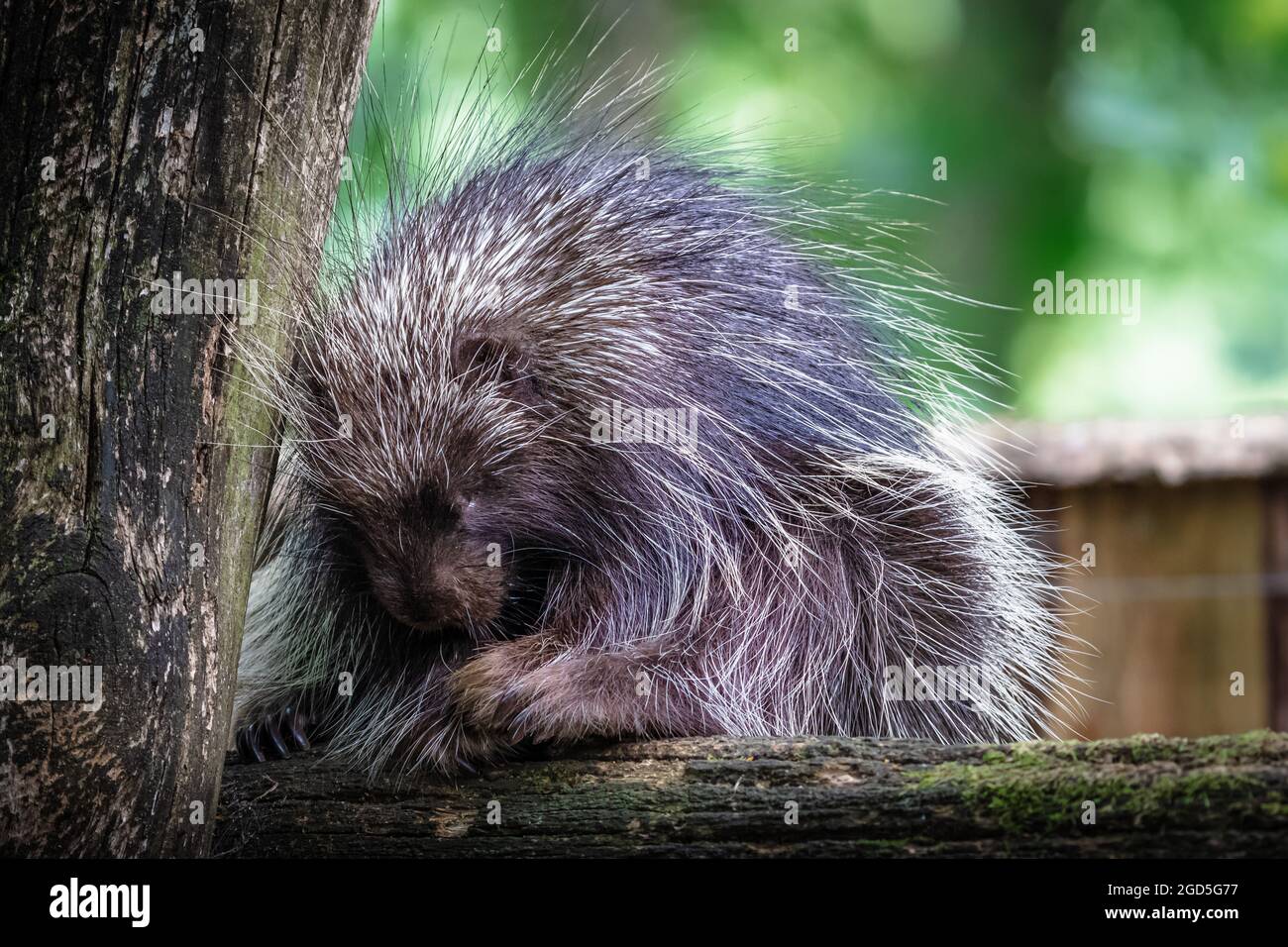 New World Porcupine High Resolution Stock Photography and Images - Alamy