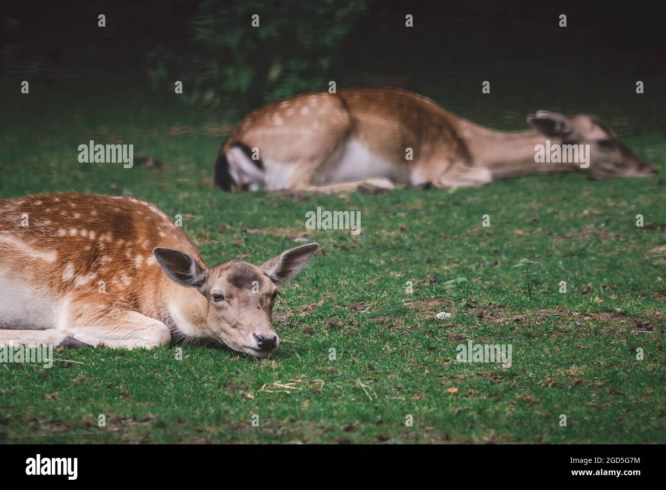 Fallow deer fawn lying hi-res stock photography and images - Alamy