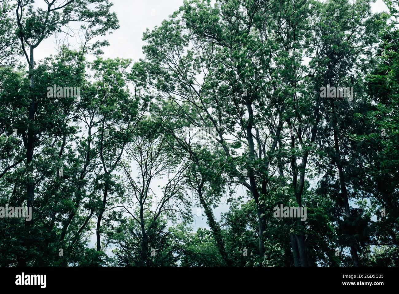 Low angle shot of trees in a park Stock Photo - Alamy