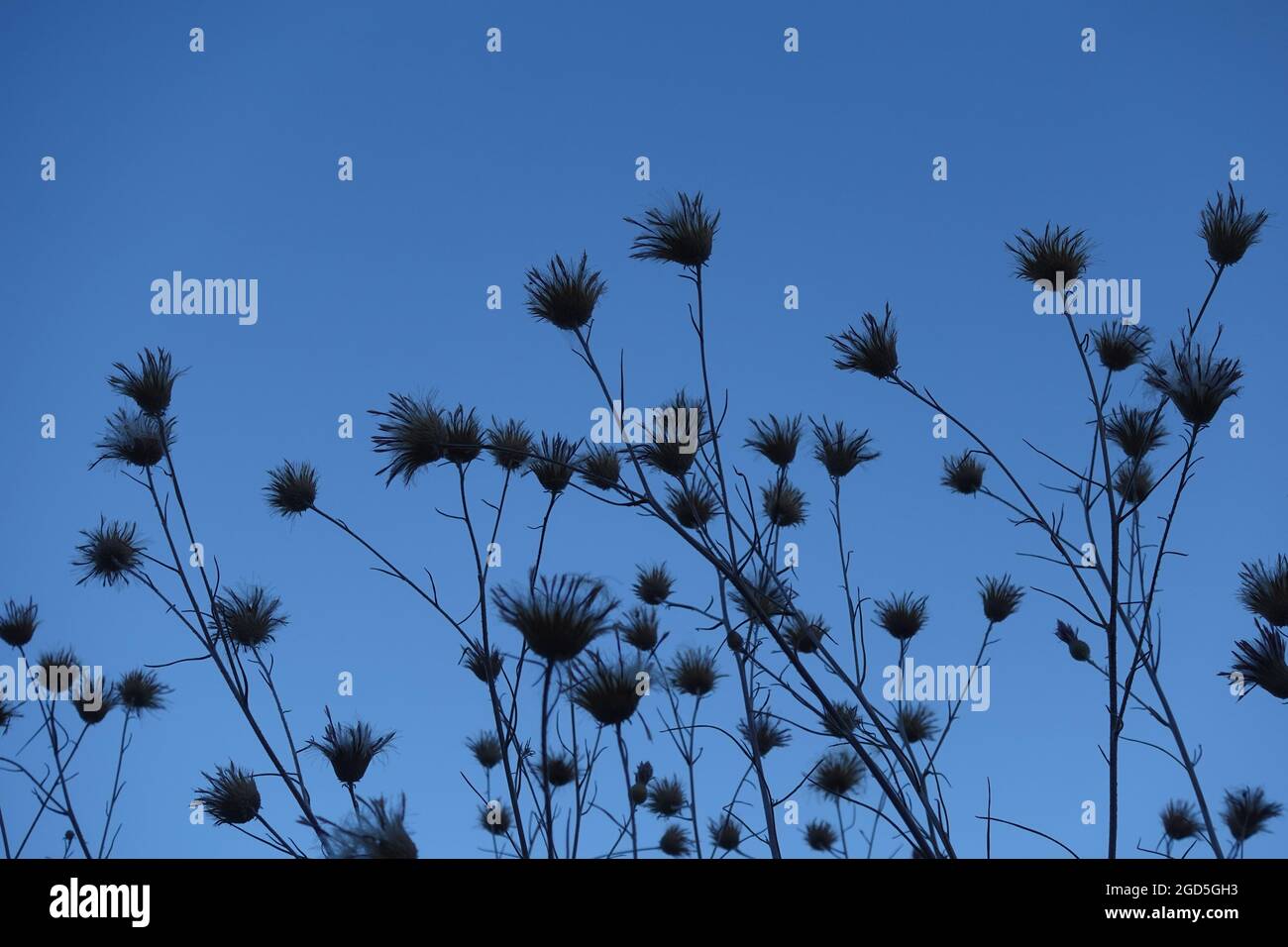 Beach thistle plants with flowers. Blue hour summertime nature ...