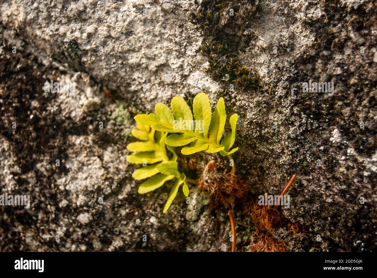 Little fern making its way through the stone wall - Common polypody ...
