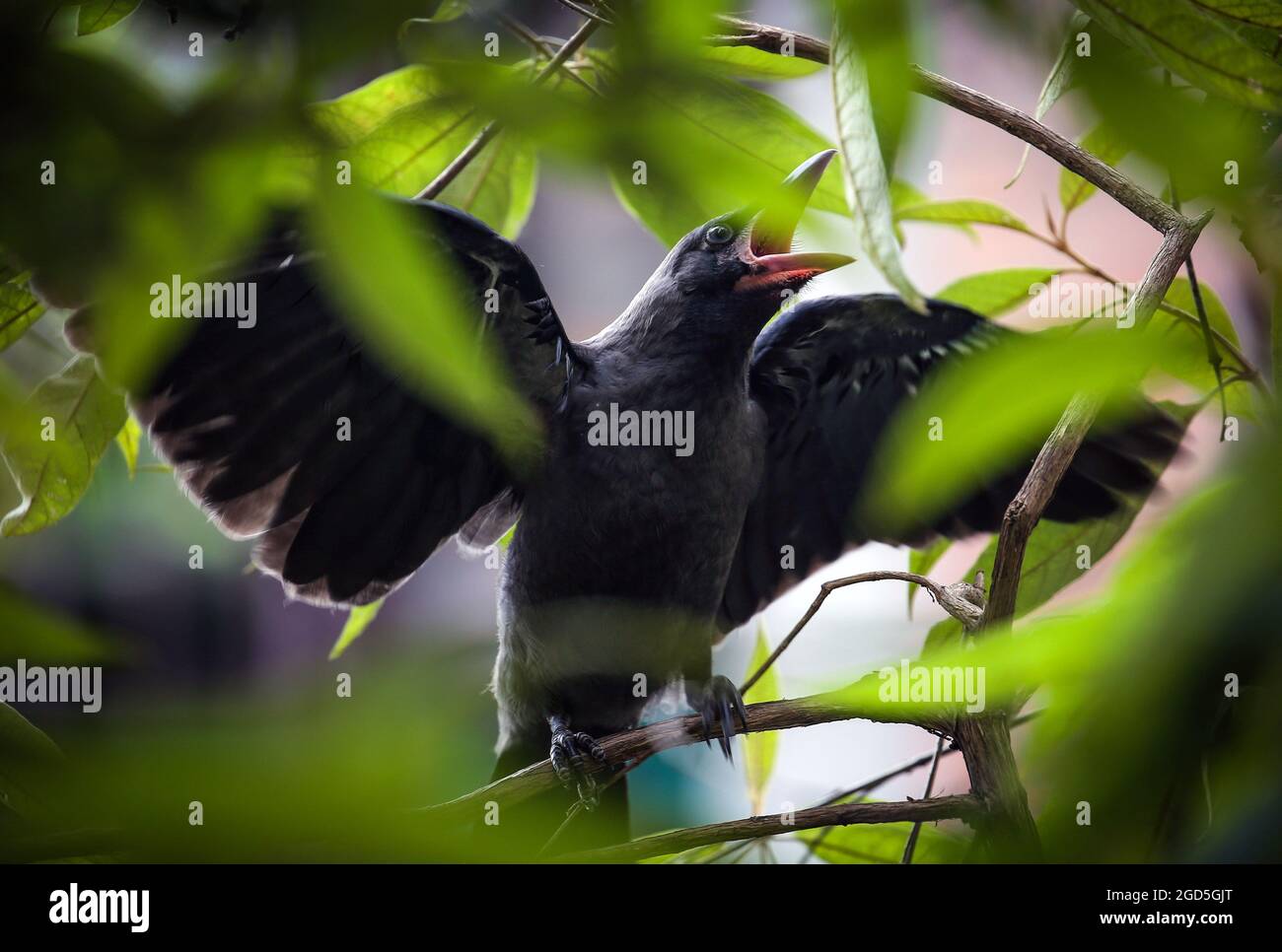Kathmandu, Bagmati, Nepal. 11th Aug, 2021. A baby crow attempts its ...
