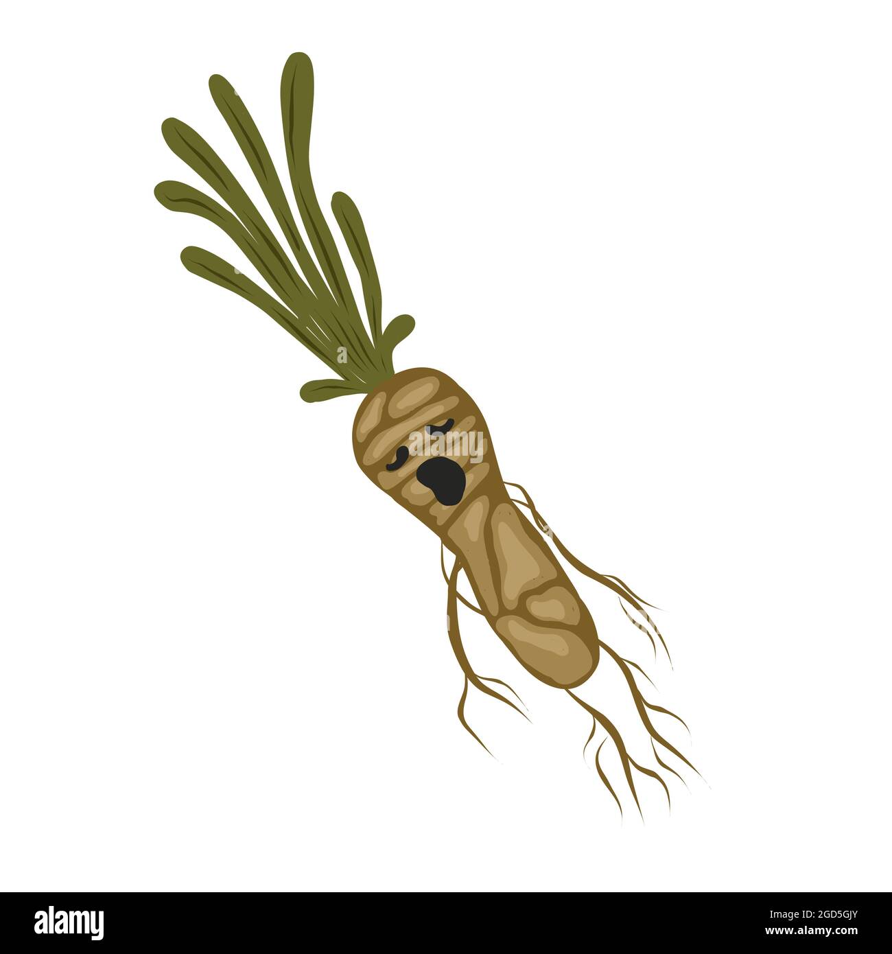 Mandrake root. Magic potion. Witch plant. Vector illustration isolated ...