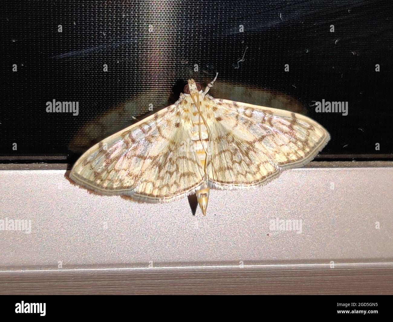 Moth bug insect hi-res stock photography and images - Alamy