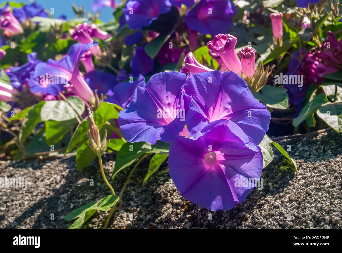 Violet morning glory hi-res stock photography and images - Alamy