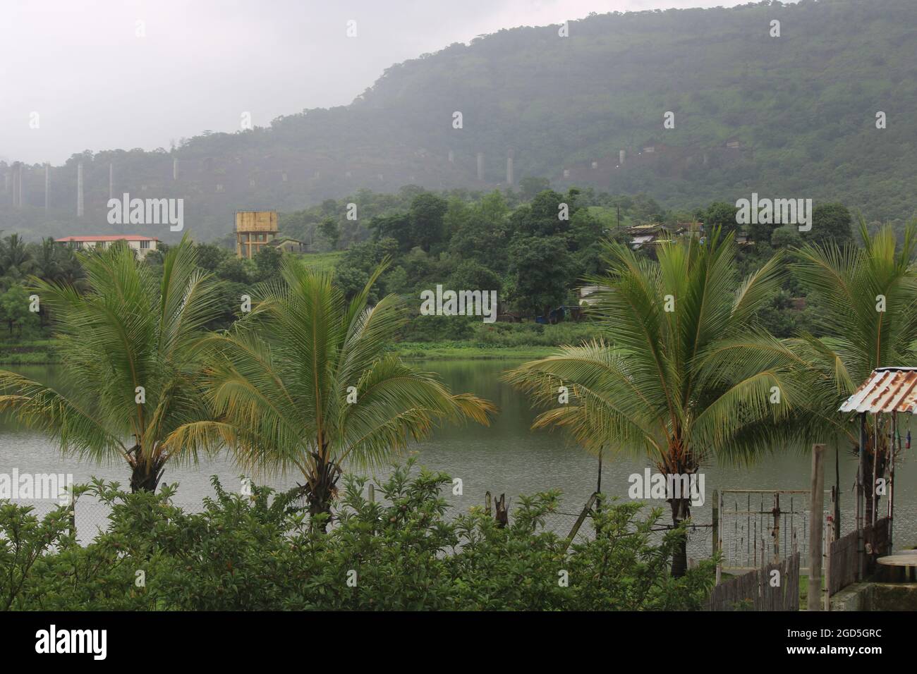 Coconut trees near Khopoli dam Stock Photo - Alamy