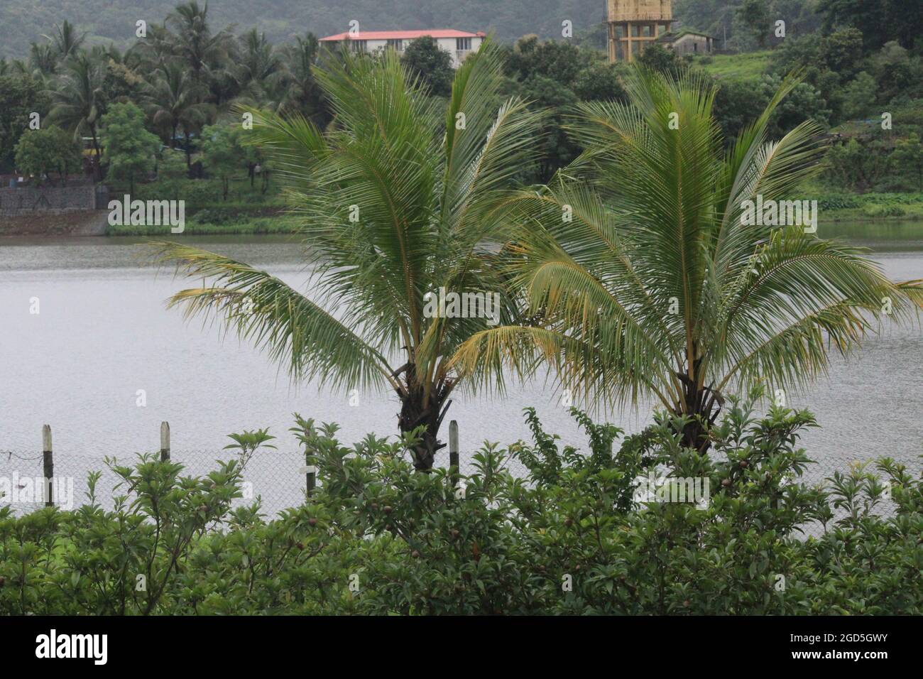 Green coconut in water hi-res stock photography and images - Alamy