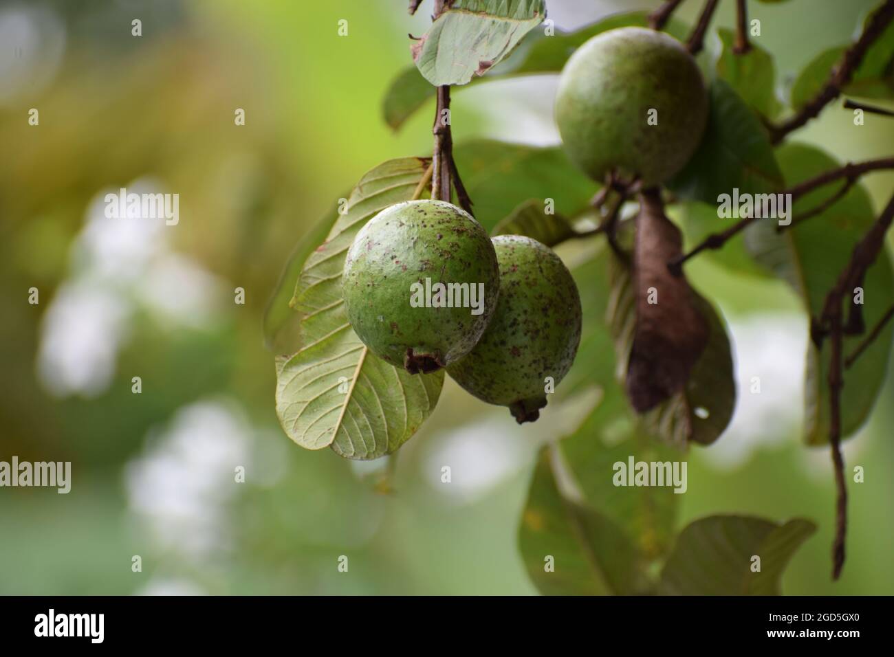 Guava tree farming hi-res stock photography and images - Alamy