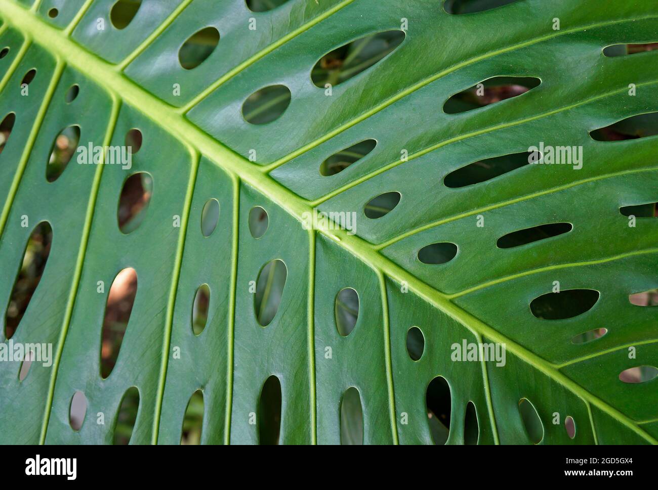 Swiss cheese plant leaf hi-res stock photography and images - Alamy