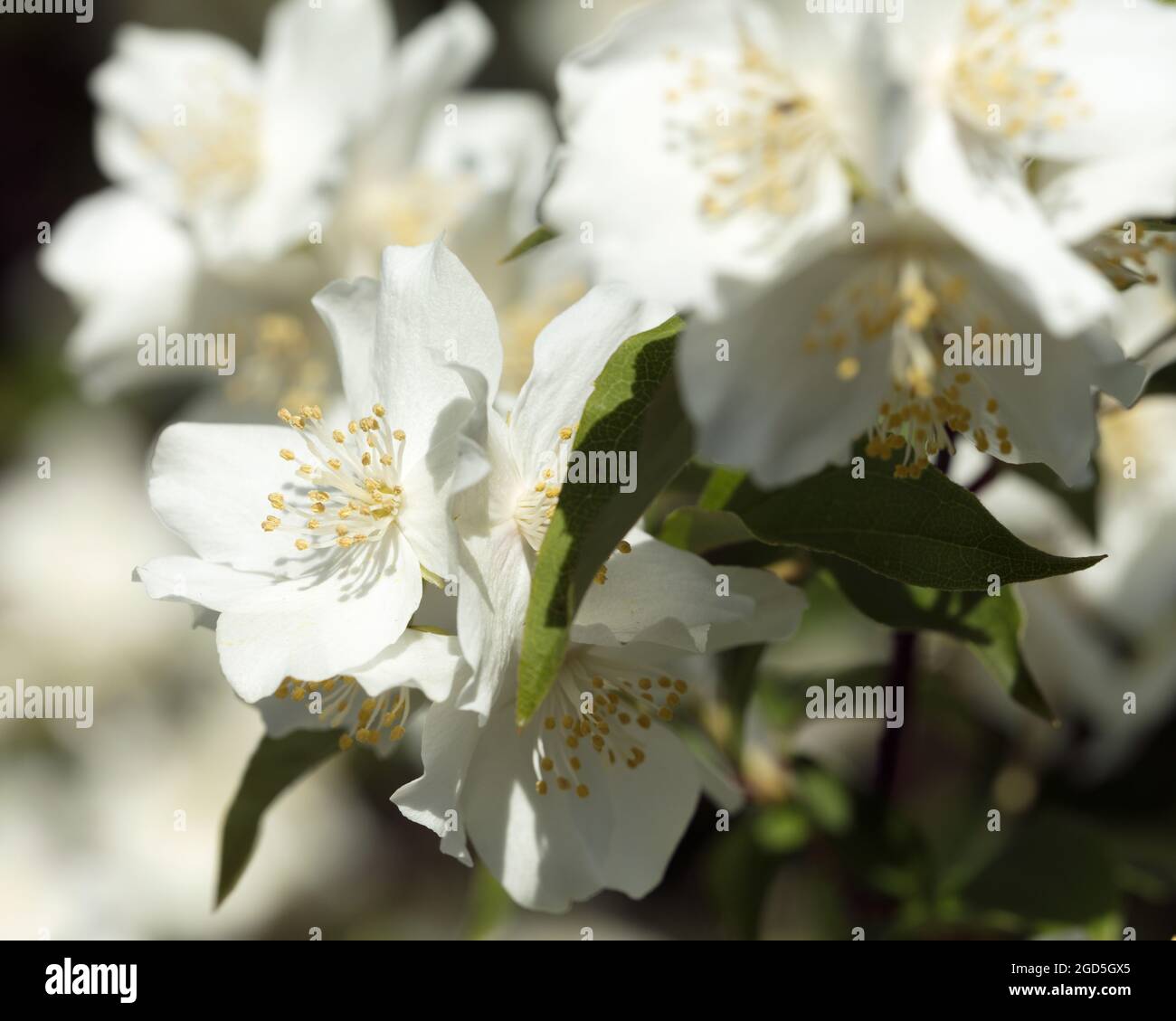 Closeup, macro of a Philadelphus, mock-orange flowers on a bush. Leaves ...