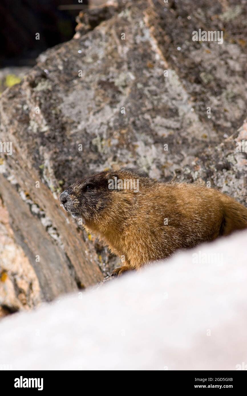 Yellow Bellied Marmot, Marmota flaviventris, Rocky Mountain National ...