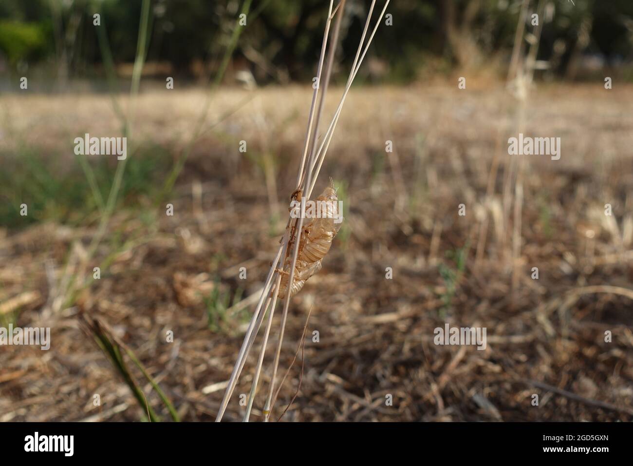 Cicada insects shed skin on plant twigs. Summertime nature Stock Photo ...