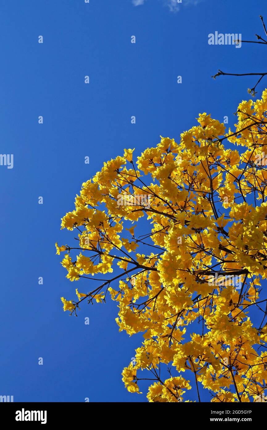 Golden trumpet tree or Yellow ipe tree (Handroanthus chrysotrichus ...