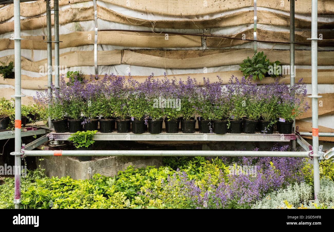 A living wall at the base of The Mound at Marble Arch, London, UK with ...