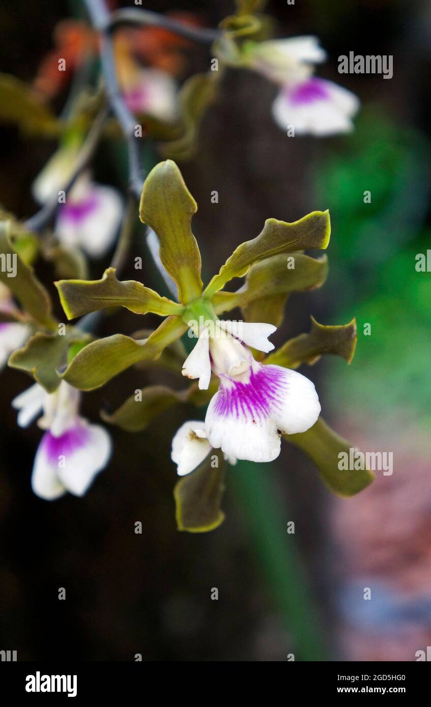 Flora of brazil hi-res stock photography and images - Alamy