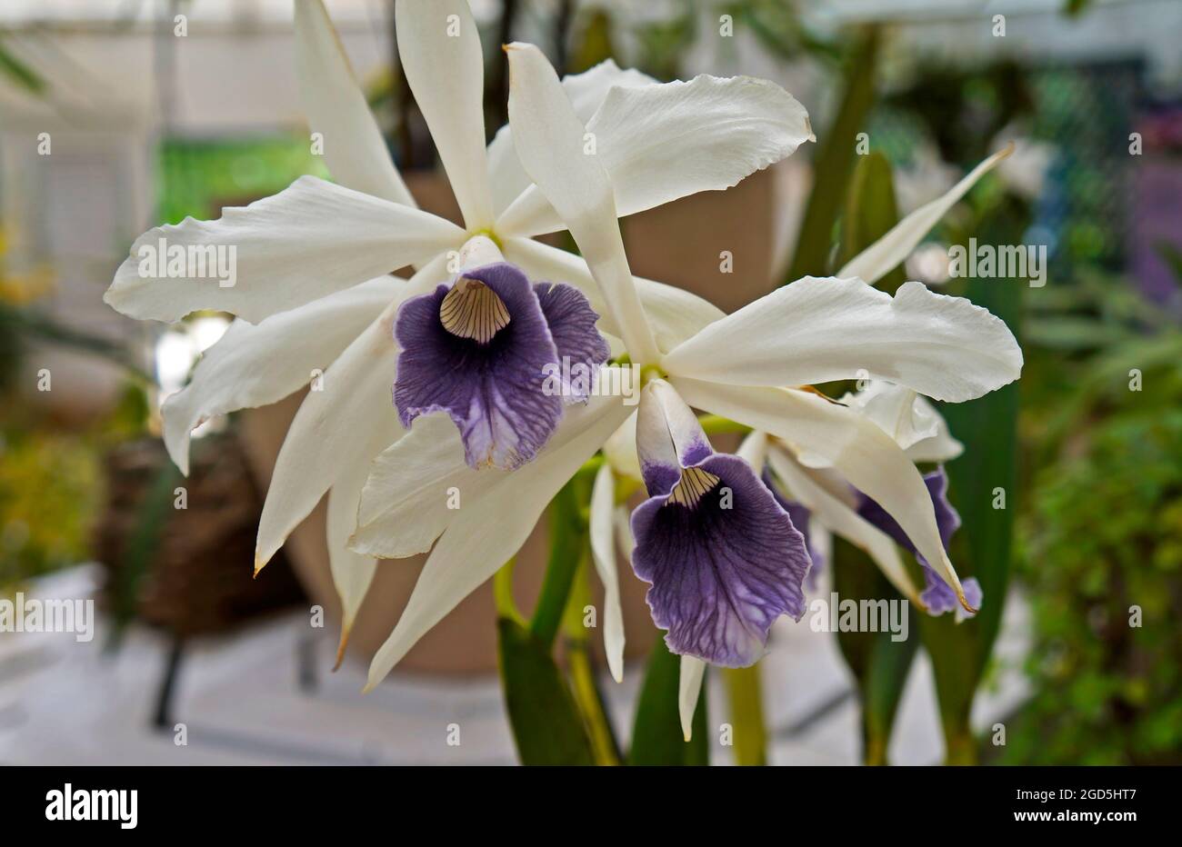 Orchid in the greenhouse, Rio, Brazil Stock Photo - Alamy