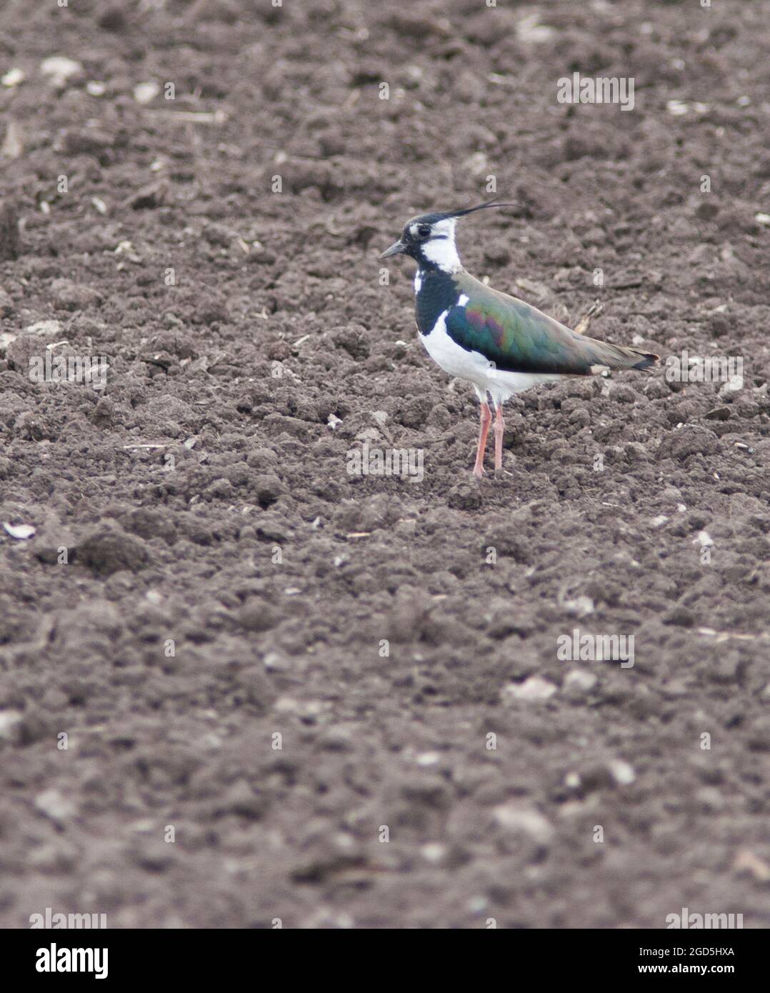 Lapwing peewit bird hi-res stock photography and images - Alamy