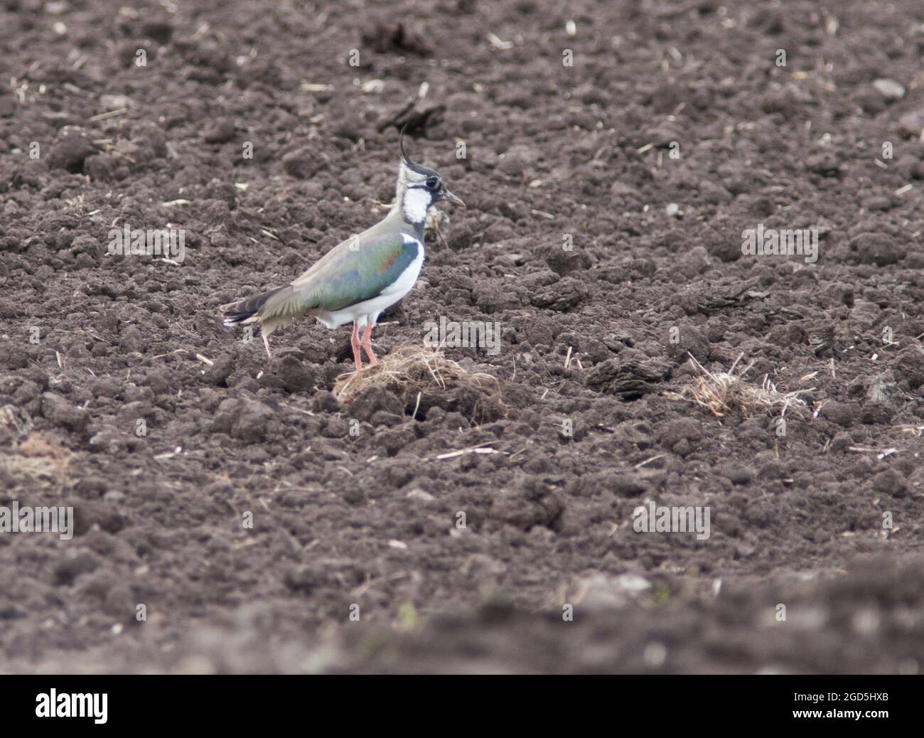 Lapwing peewit bird hi-res stock photography and images - Alamy