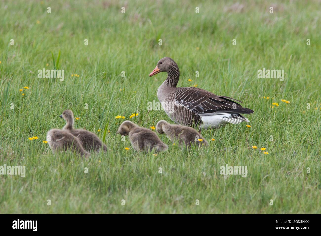 GREYLAG GOOSE Anser Anser with goslings Stock Photo - Alamy