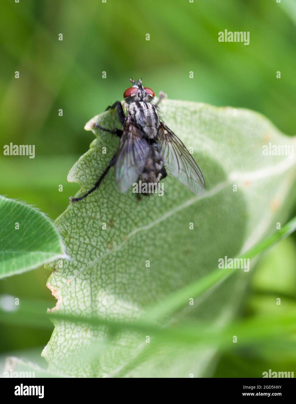 FLESH FLY Sarcophagidae Stock Photo - Alamy