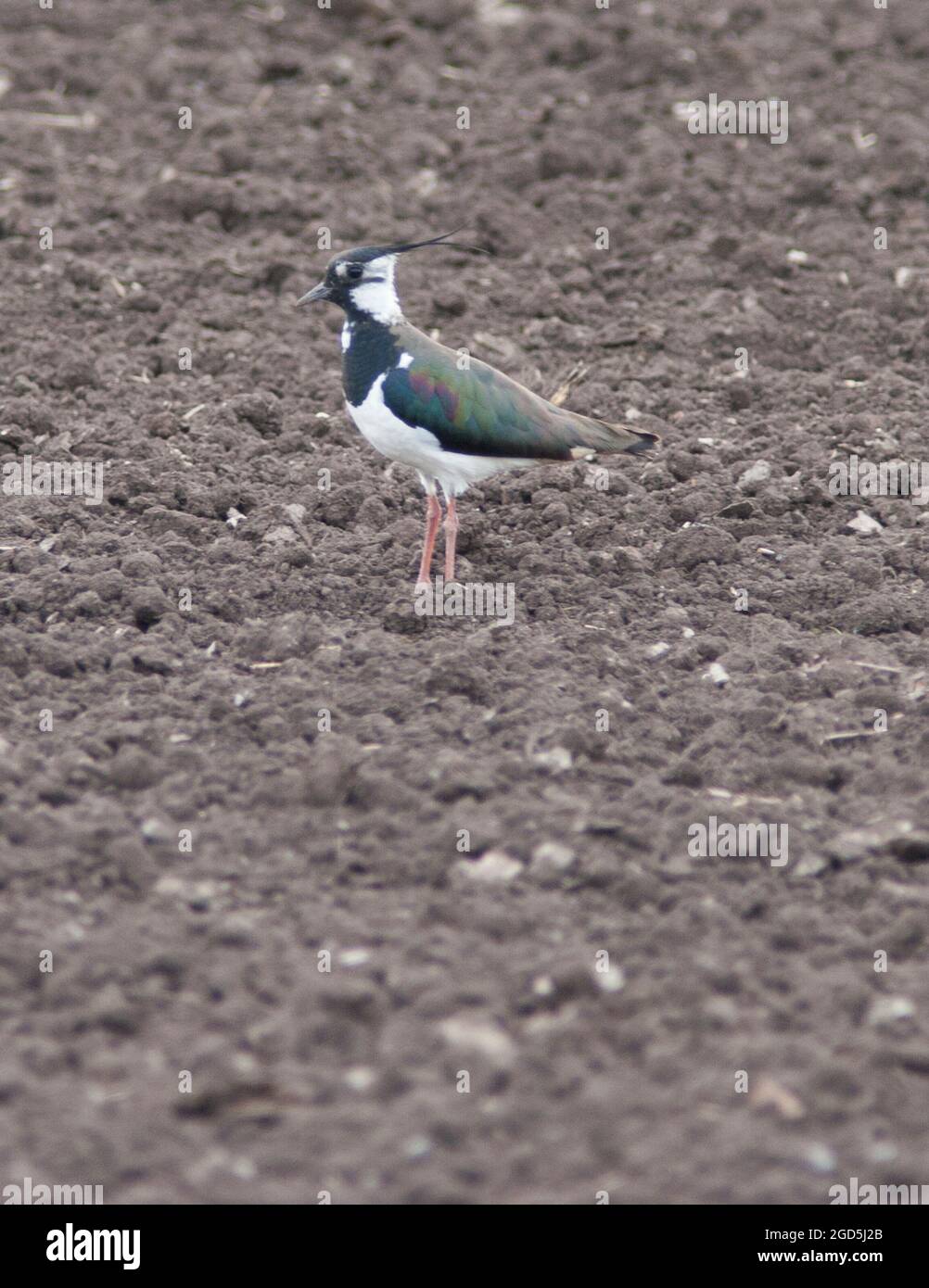 Lapwing Peewit Bird High Resolution Stock Photography and Images - Alamy