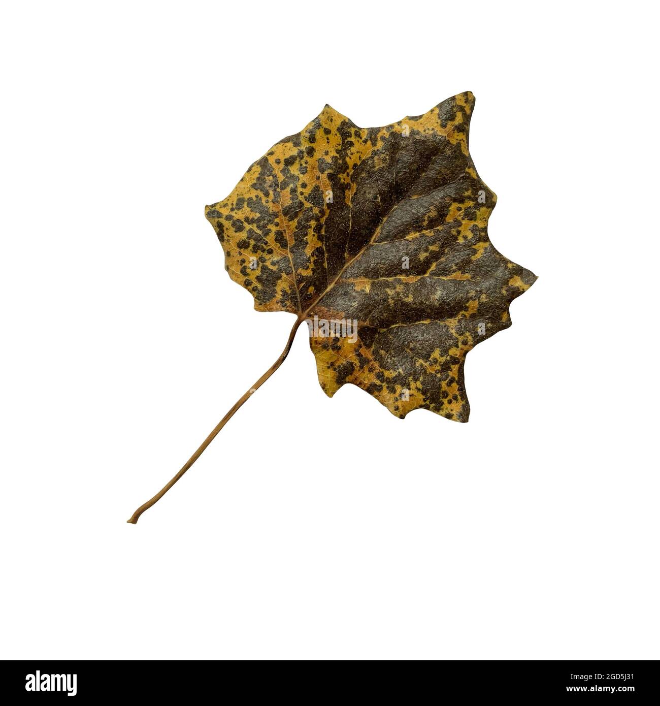 Ugly dry autumn dark green and yellow leaf close-up on the white ...