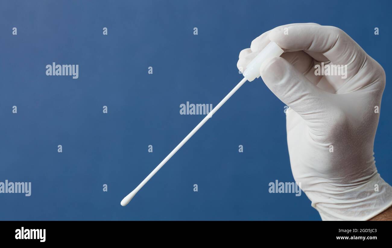 mouth swab in doctor or nurse hands with blue background Stock Photo ...