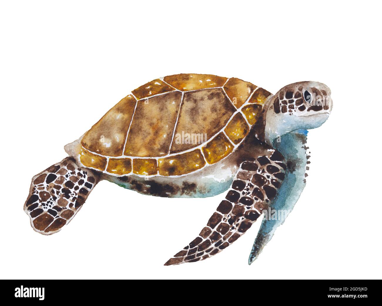 Watercolor sea turtle hi-res stock photography and images - Alamy