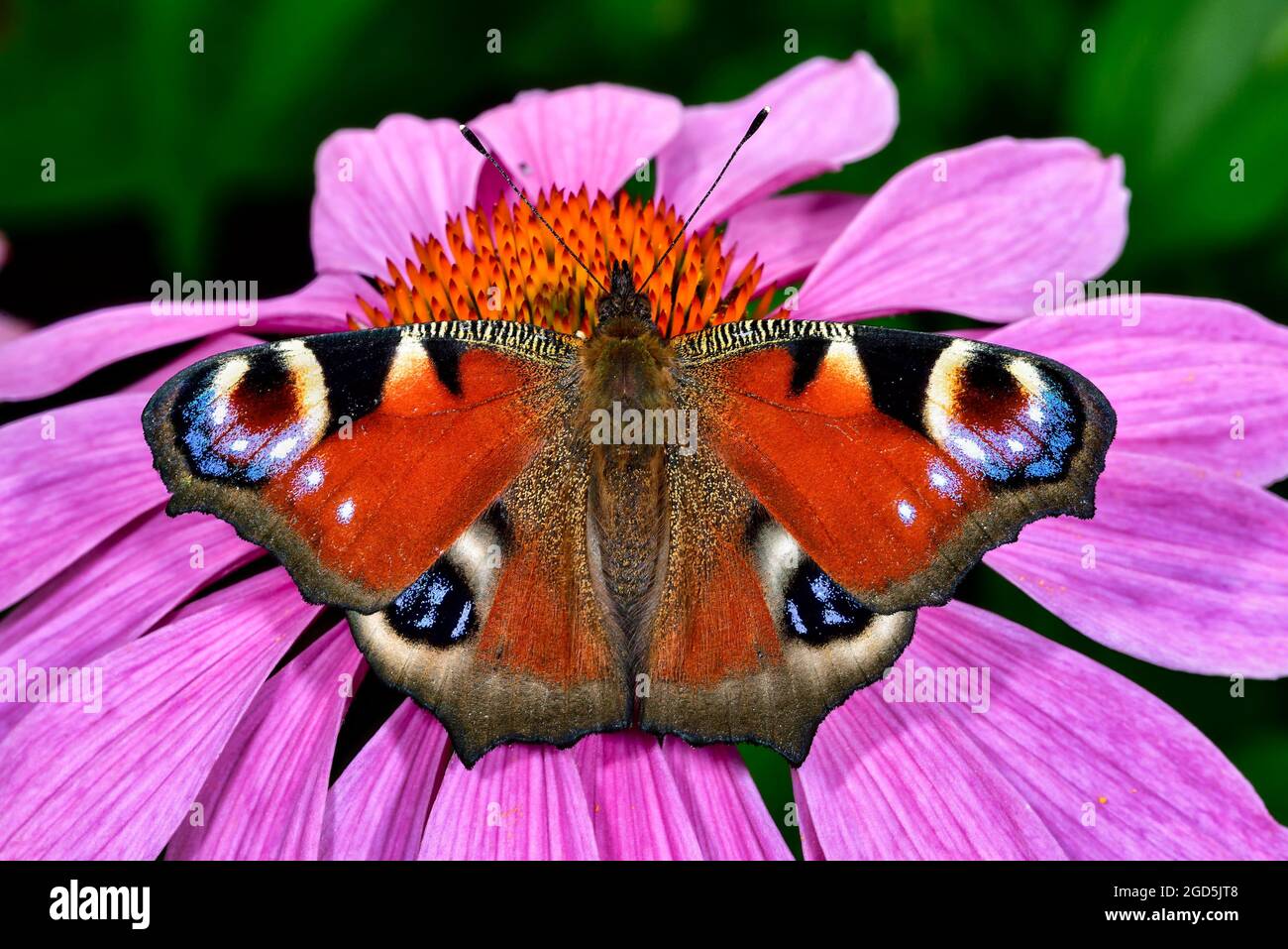 Peacock wing spread hi-res stock photography and images - Alamy