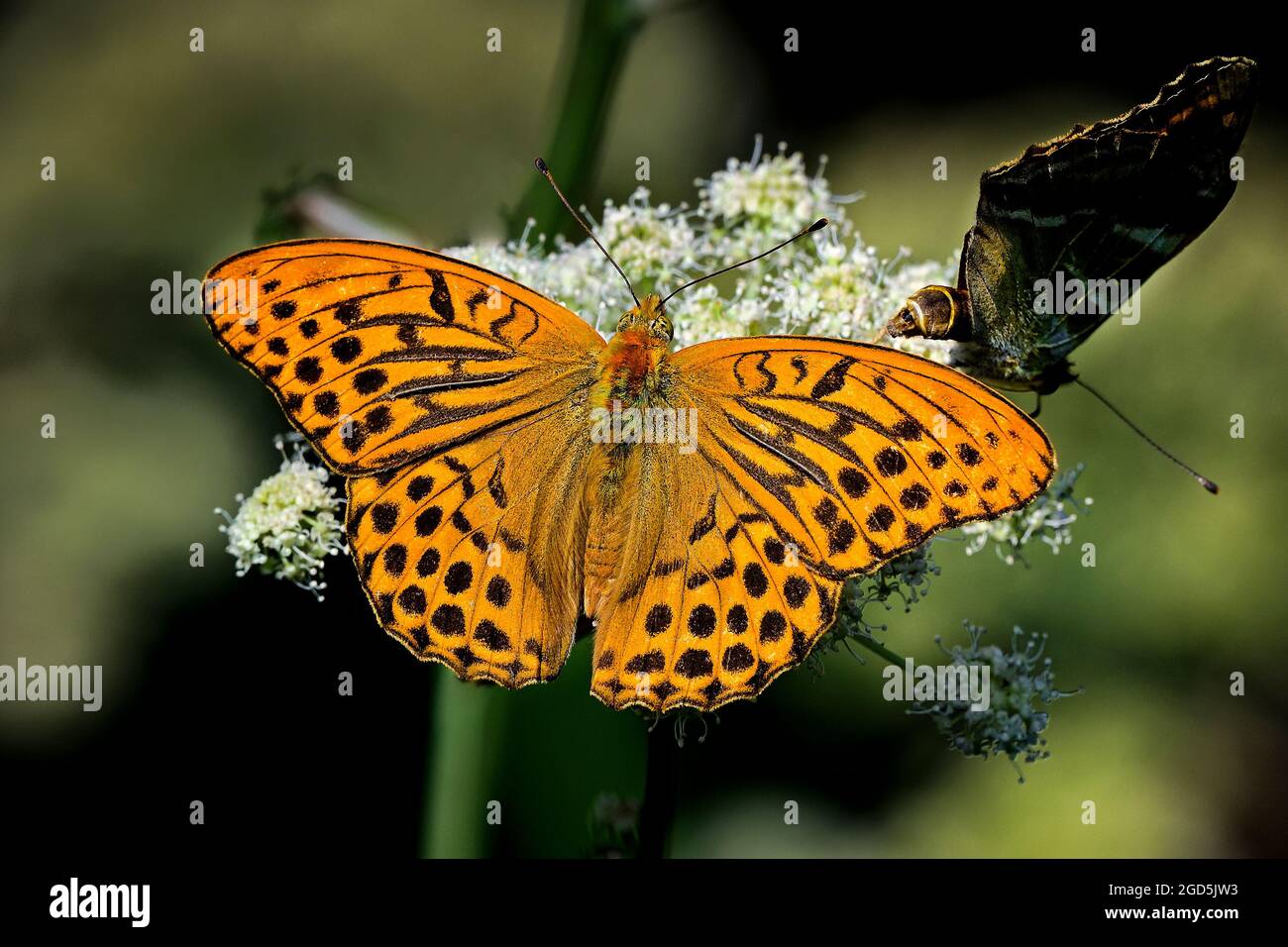 Silver-washed fritillary. Male Stock Photo - Alamy