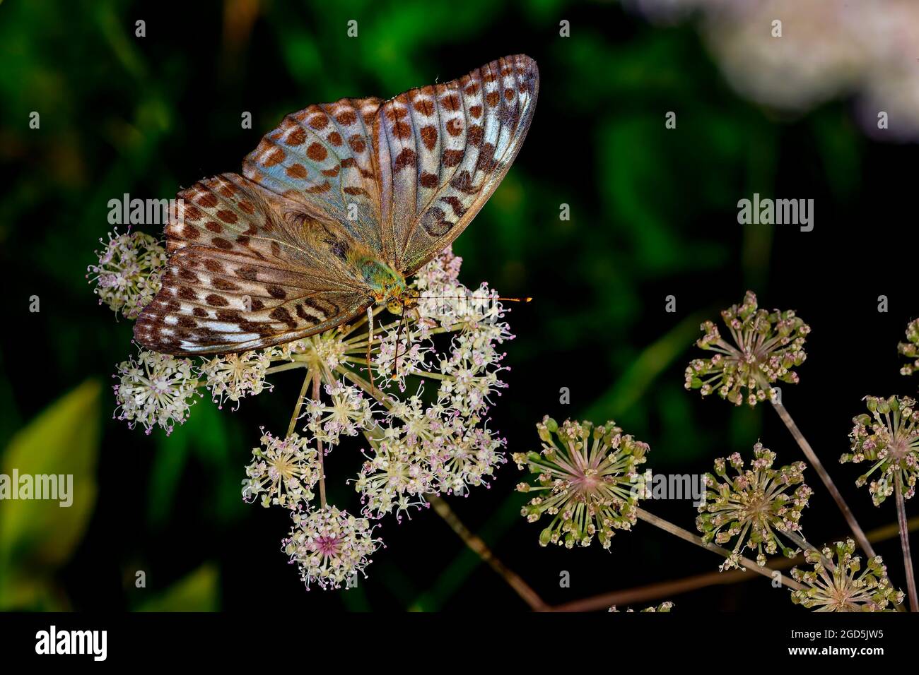 Silver-washed fritillary. Female. Blue form Stock Photo - Alamy