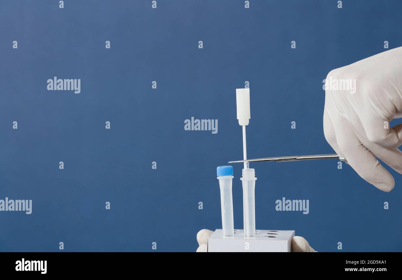 doctor or nurse with scissors and surgical gloves cuts swab, introduces ...