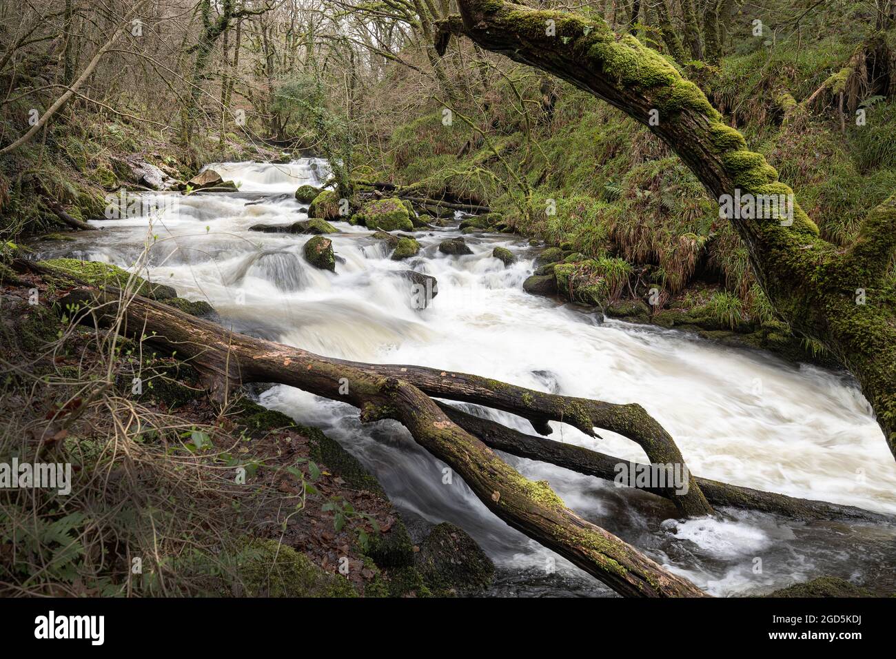 River Fowey in full flow at Golitha falls Bodmin Moor Cornwall Stock ...