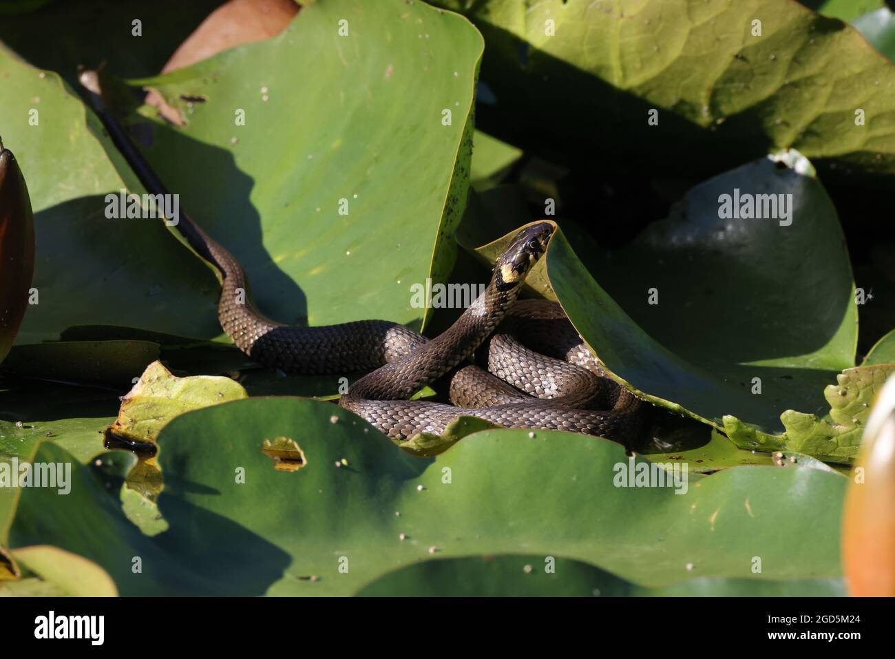 Grass snake, grass snake (Natrix natrix), on lily pad, Germany Stock ...