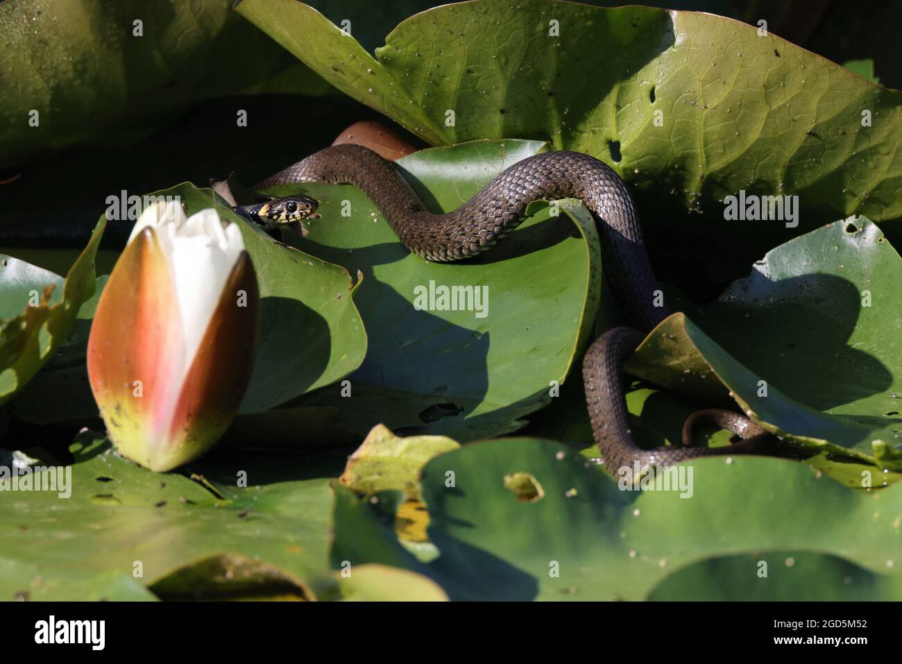 Grass snake, grass snake (Natrix natrix), on lily pad, Germany Stock ...