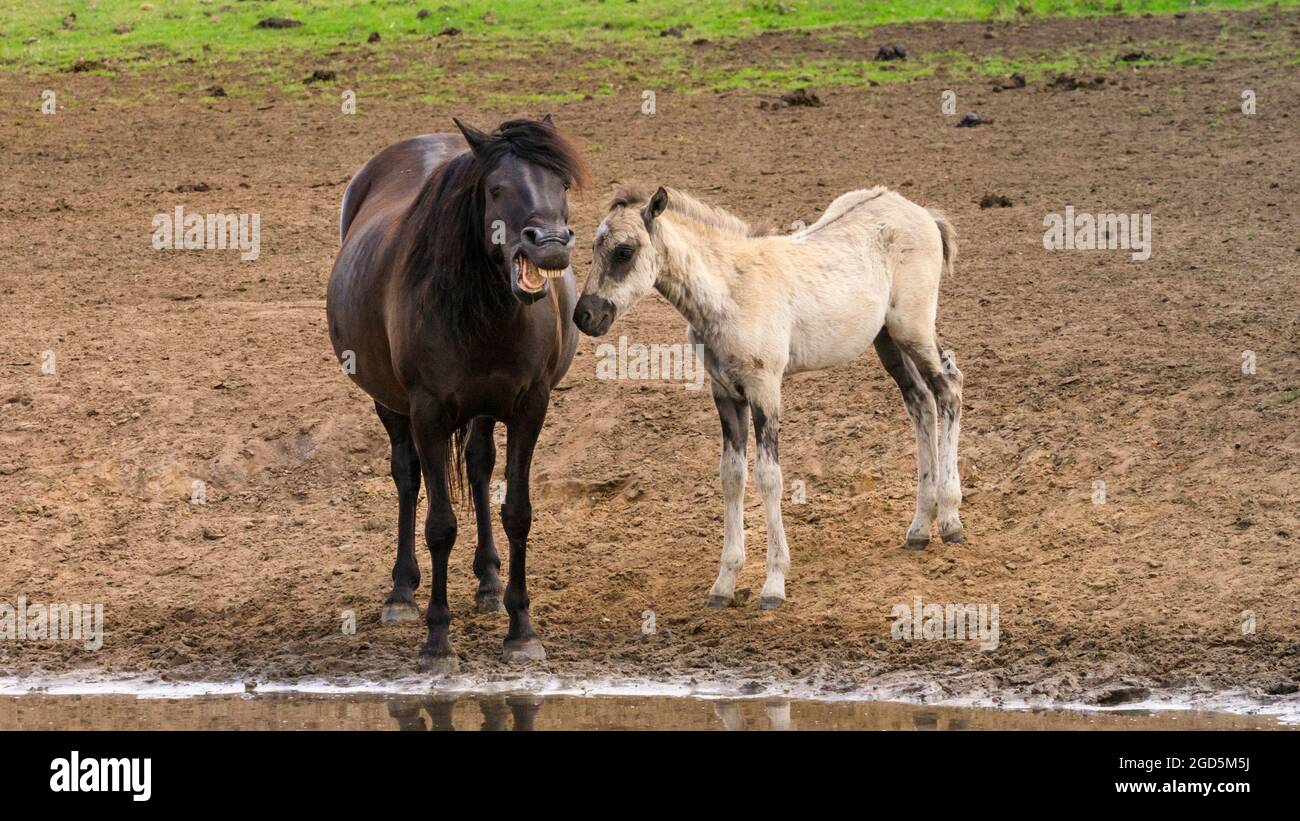 Dulmen pony hi-res stock photography and images - Alamy