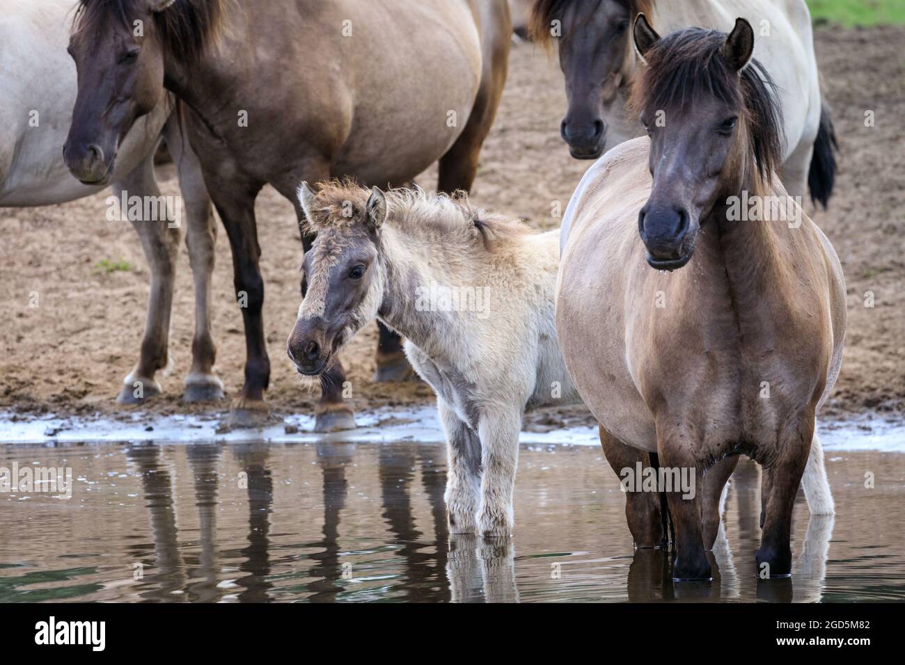 Mare with foal in water hi-res stock photography and images - Alamy