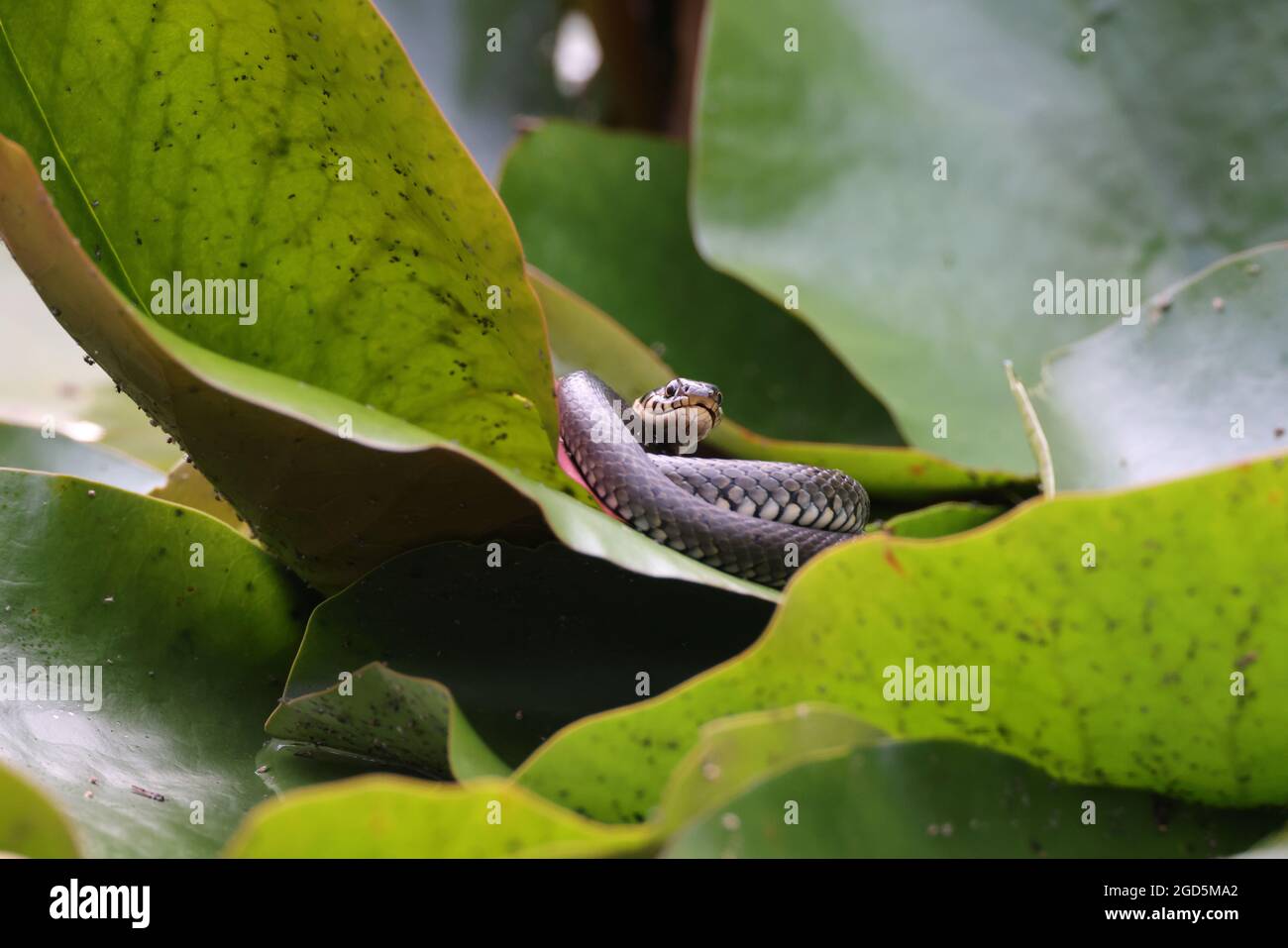 Grass snake, grass snake (Natrix natrix), on lily pad, Germany Stock ...