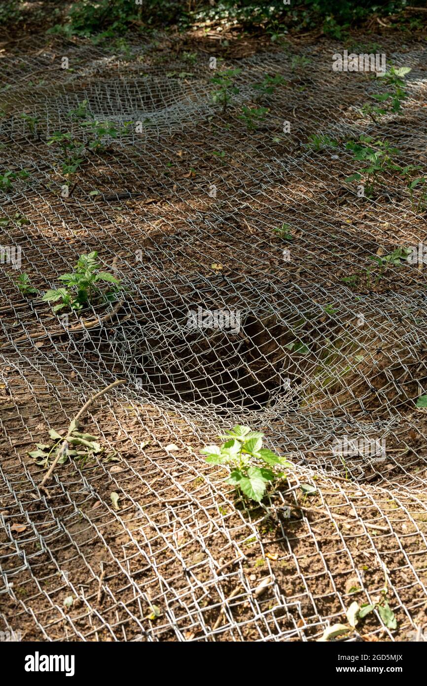 Essex badger protection group closing badger set hi-res stock ...