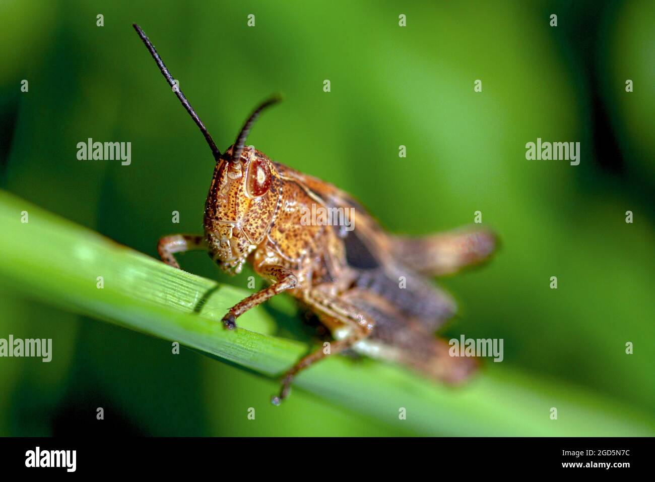 Criquet hi-res stock photography and images - Alamy