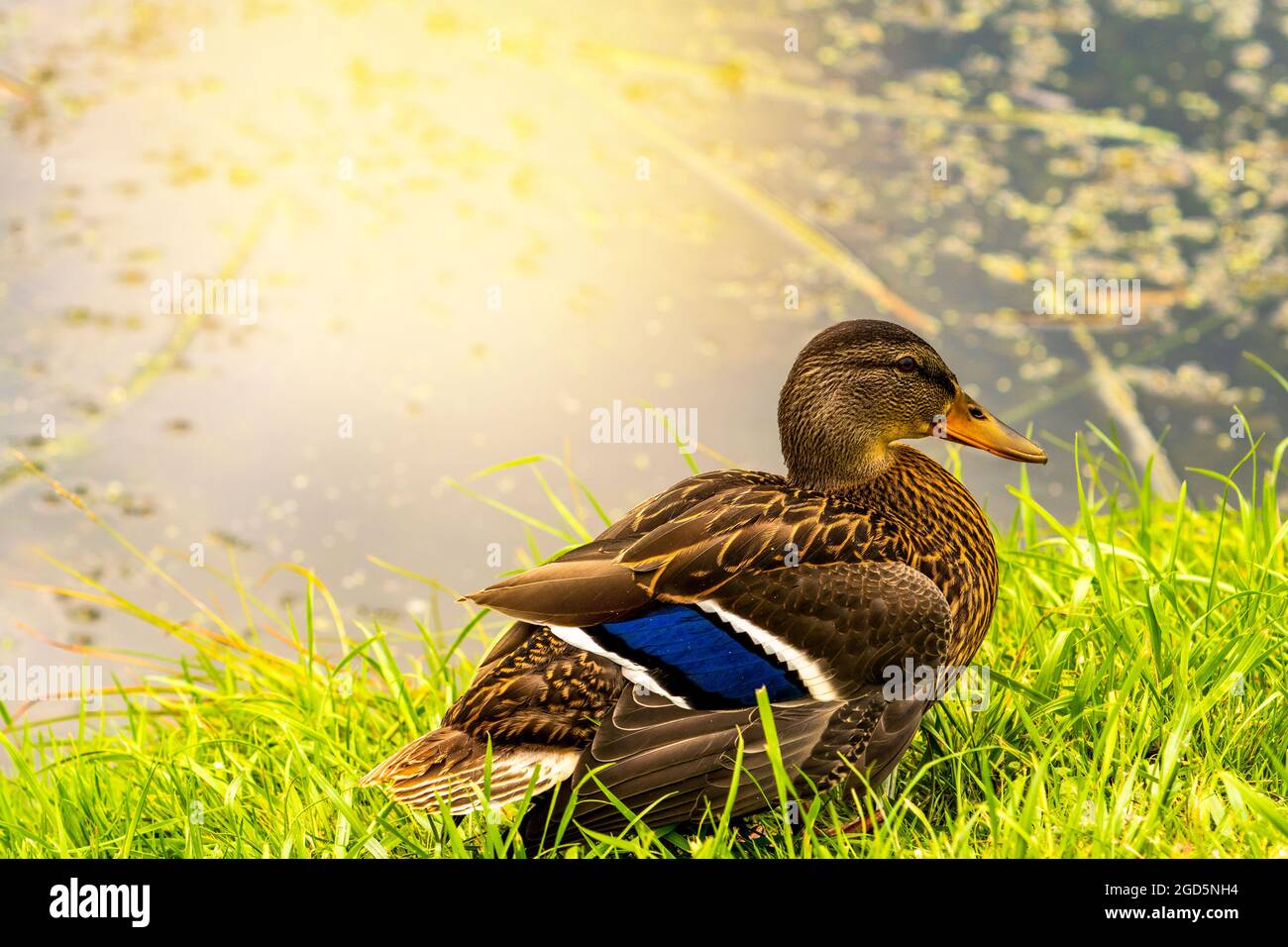 Female Mallard duck sitting on grass a public park near a pond Stock ...