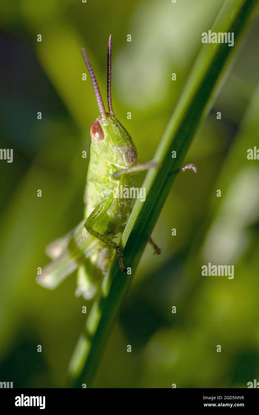 Criquet hi-res stock photography and images - Alamy