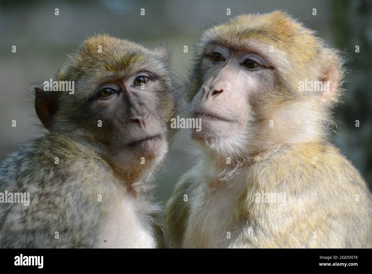 Barbary macaques, wildlife Stock Photo - Alamy